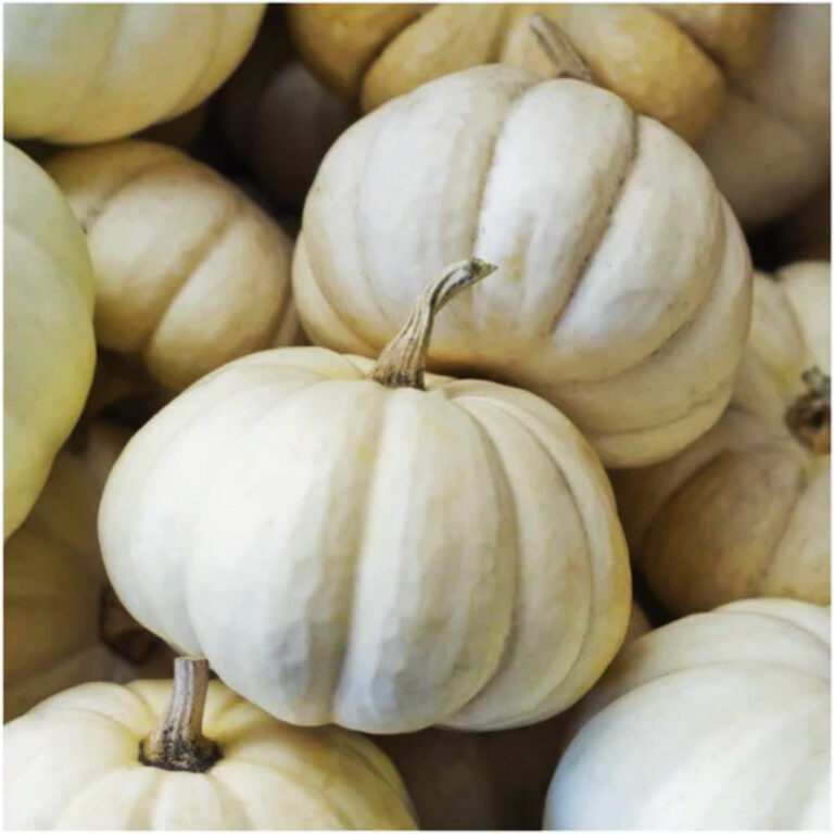 50 Types of Pumpkins: (A-to-Z) Photos - Butter N Thyme