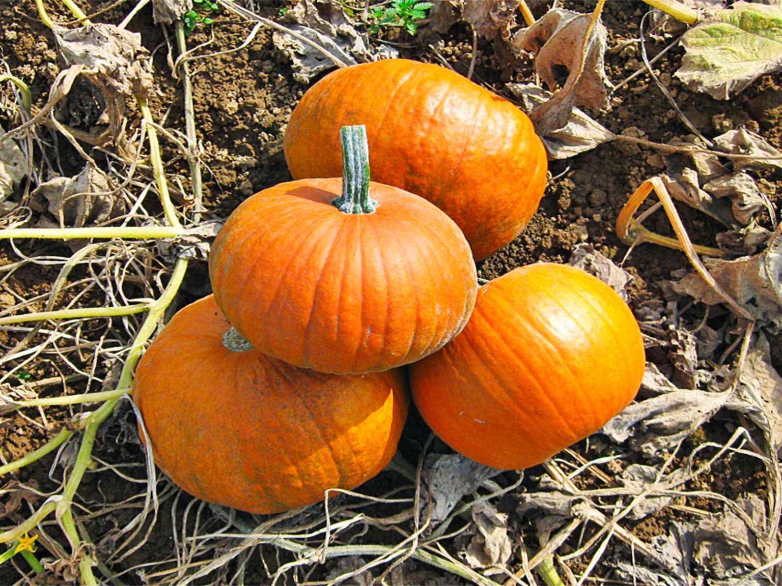 50 Types of Pumpkins: (A-to-Z) Photos - Butter N Thyme