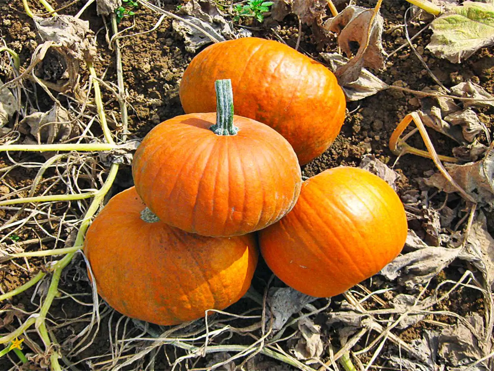 50 Types of Pumpkins | A-to-Z | Photos - Butter N Thyme