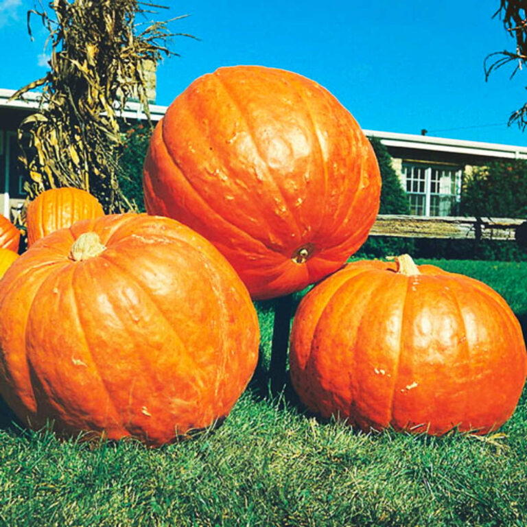50 Types of Pumpkins: (A-to-Z) Photos - Butter N Thyme