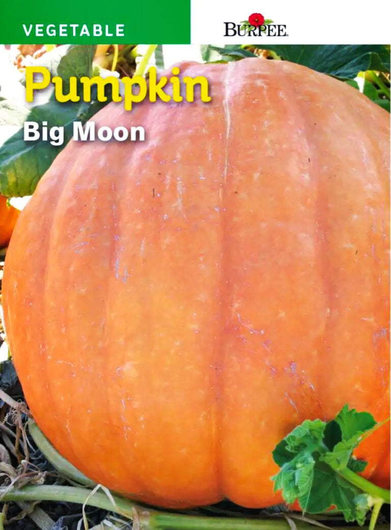50 Types of Pumpkins: (A-to-Z) Photos - Butter N Thyme