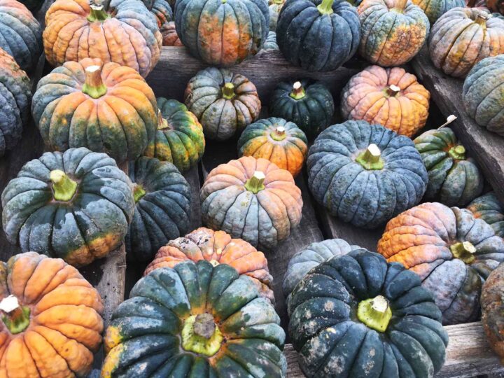 50 Types of Pumpkins: (A-to-Z) Photos - Butter N Thyme