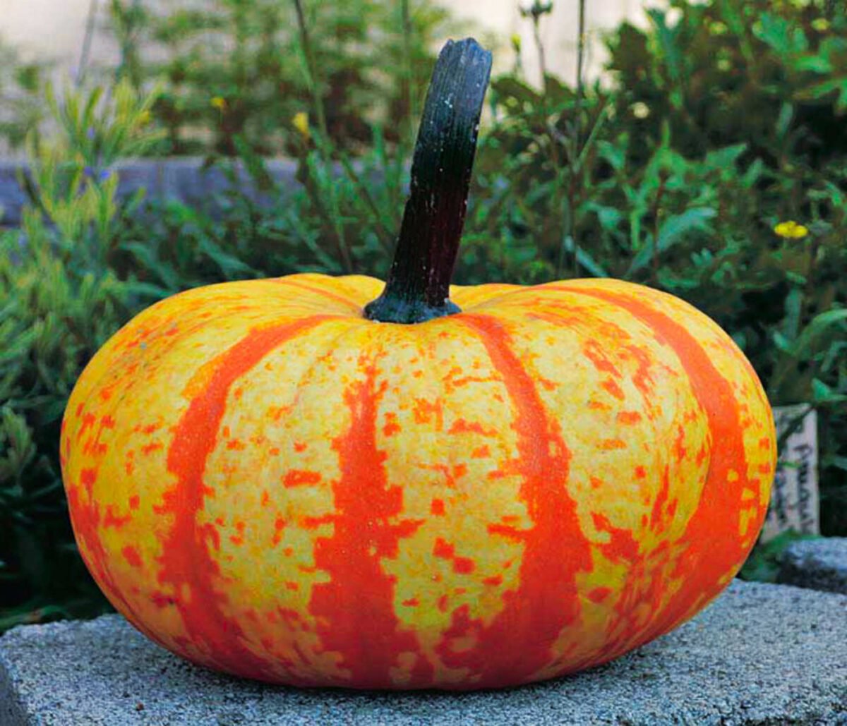 50 Types of Pumpkins: (A-to-Z) Photos - Butter N Thyme