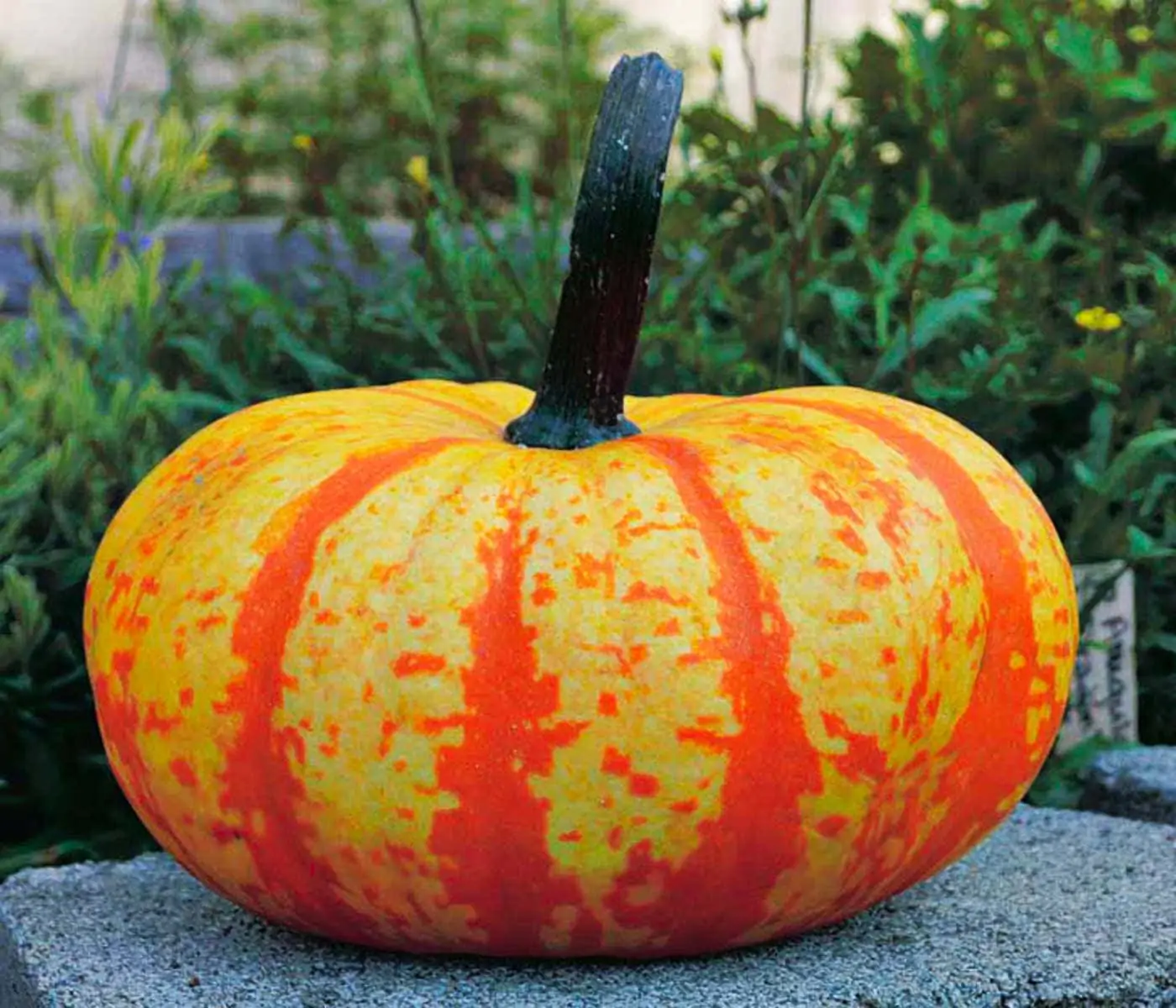 50 Types of Pumpkins | A-to-Z | Photos - Butter N Thyme
