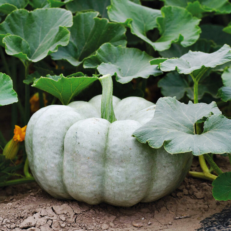50 Types of Pumpkins: (A-to-Z) Photos - Butter N Thyme