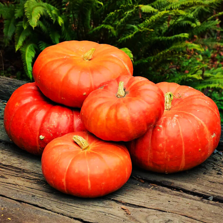 50 Types of Pumpkins: (A-to-Z) Photos - Butter N Thyme