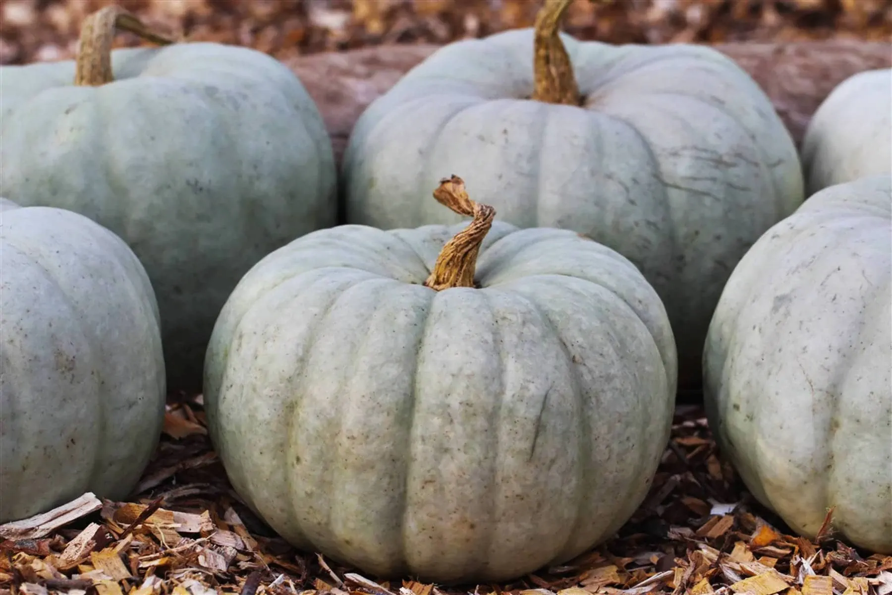 50 Types of Pumpkins | A-to-Z | Photos - Butter N Thyme