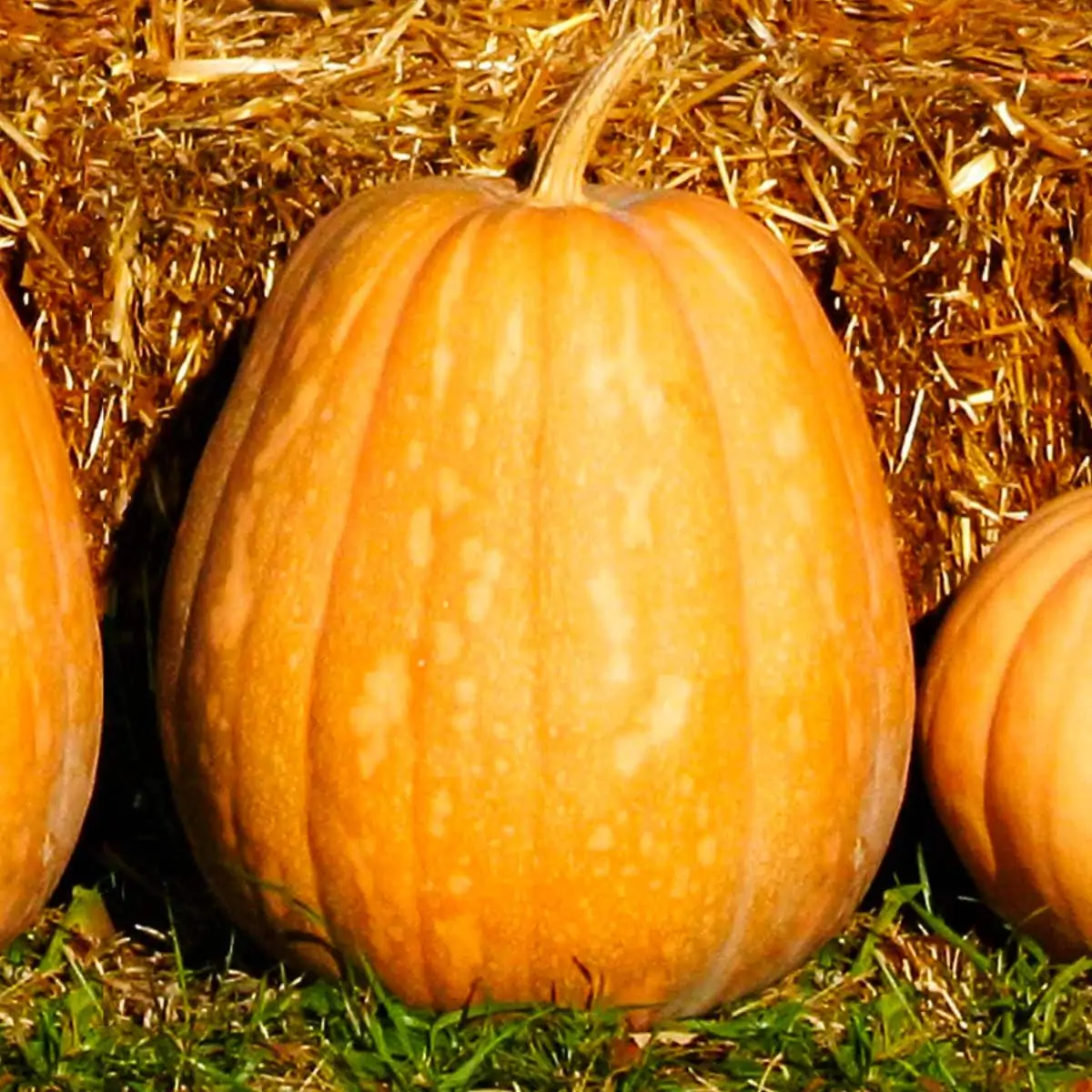 50 Types of Pumpkins | A-to-Z | Photos - Butter N Thyme