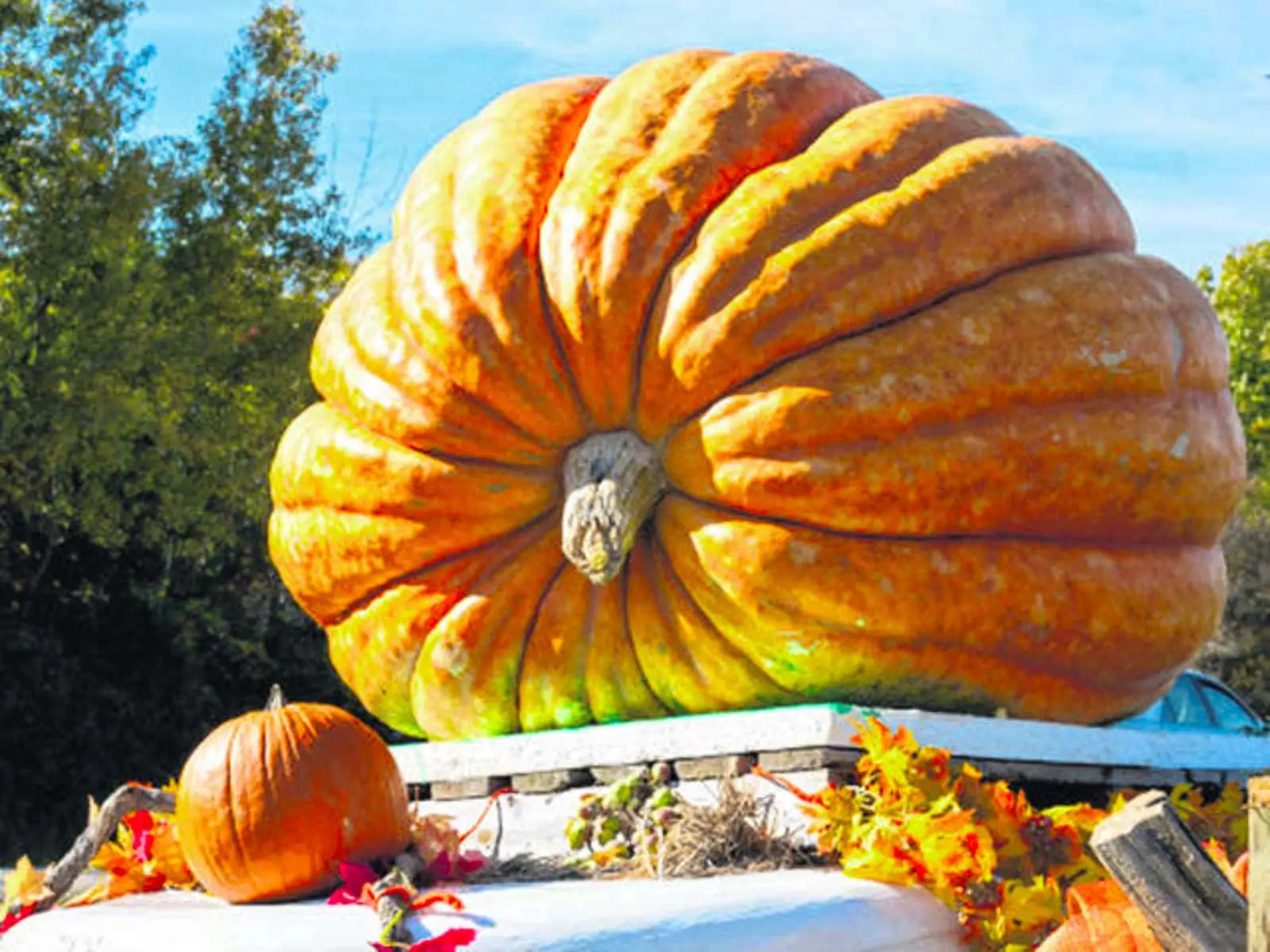 50 Types of Pumpkins | A-to-Z | Photos - Butter N Thyme