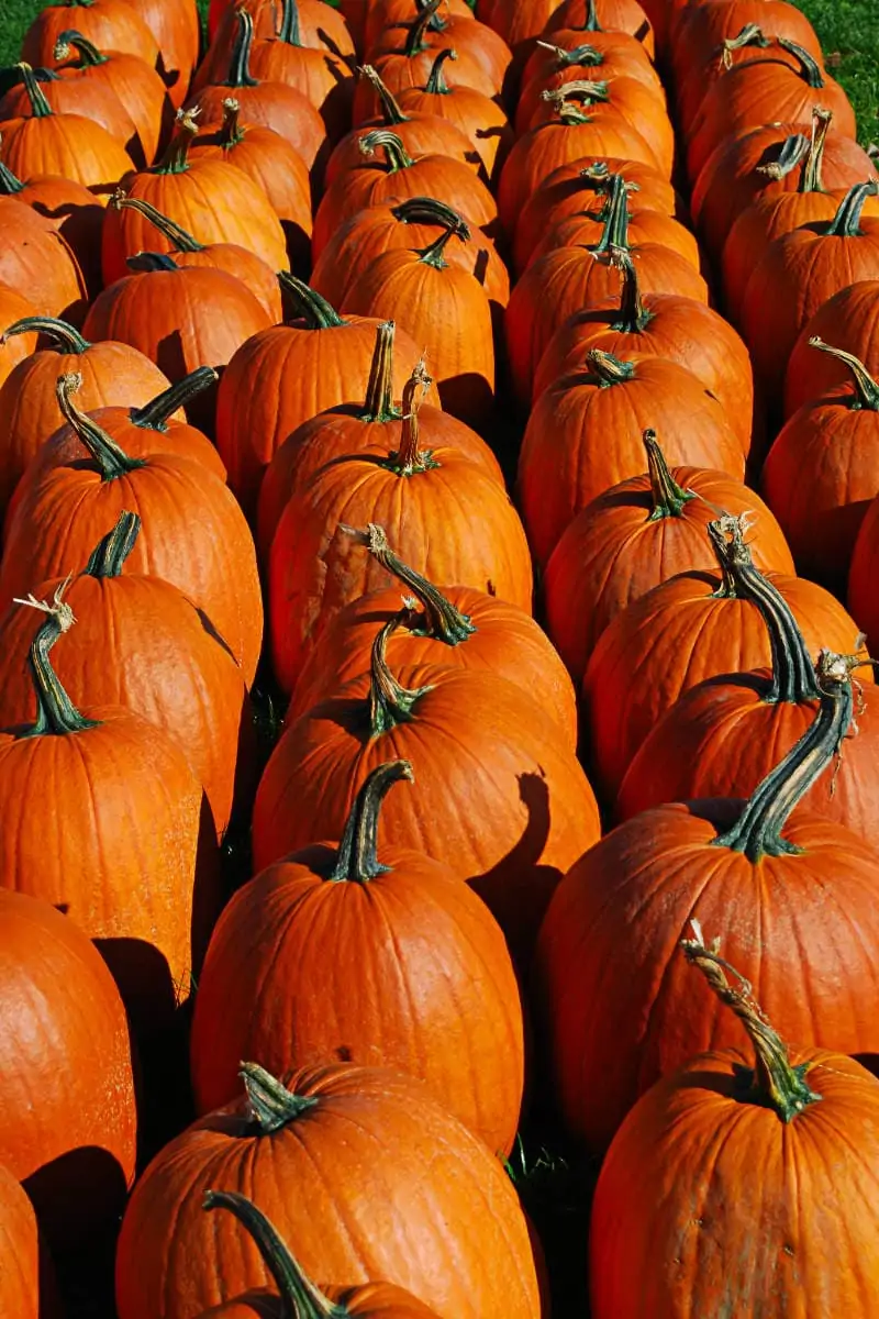 50 Types of Pumpkins | A-to-Z | Photos - Butter N Thyme