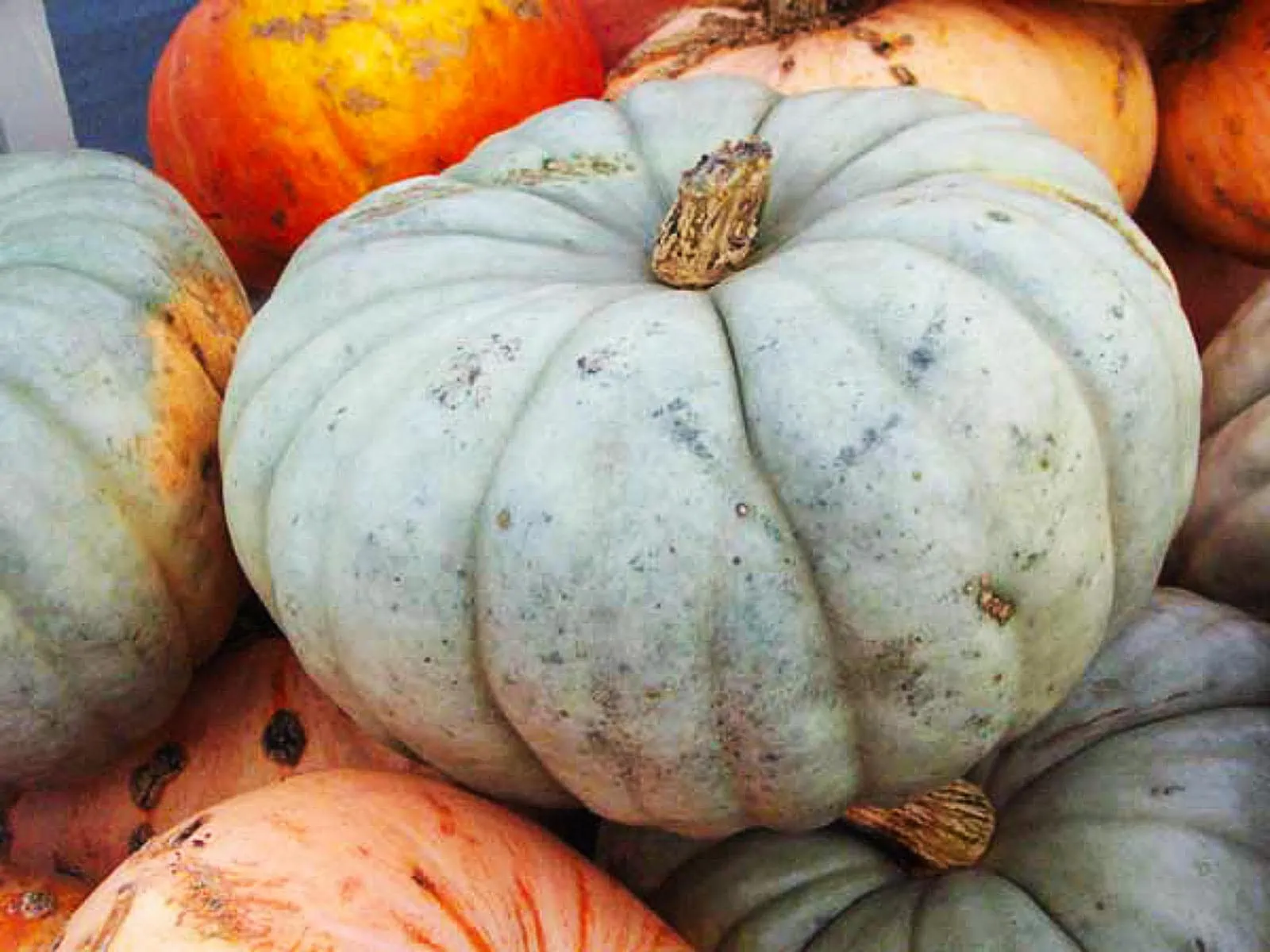 50 Types of Pumpkins | A-to-Z | Photos - Butter N Thyme