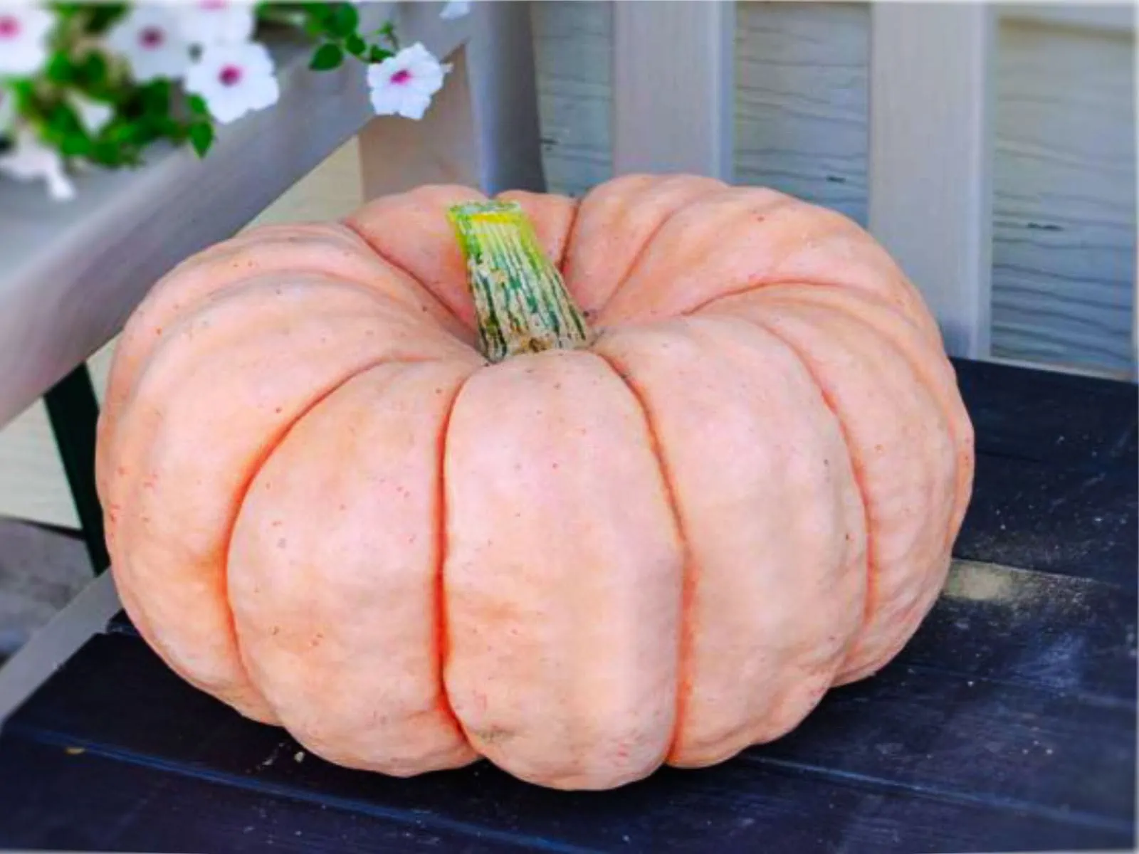 50 Types of Pumpkins | A-to-Z | Photos - Butter N Thyme