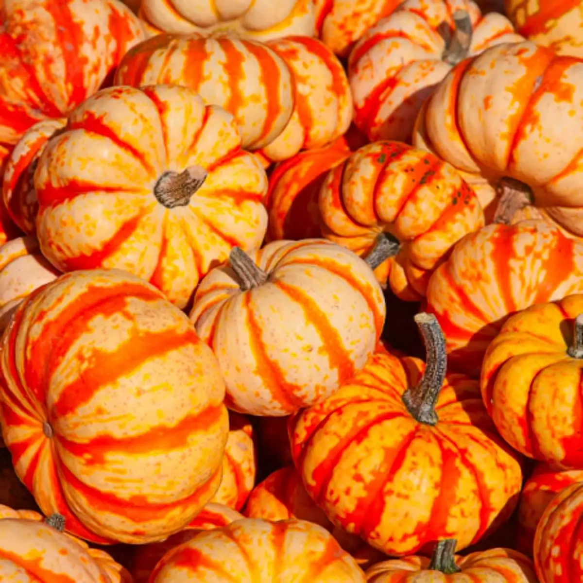 50 Types of Pumpkins | A-to-Z | Photos - Butter N Thyme