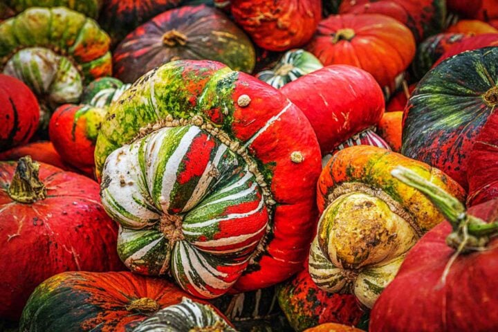 50 Types of Pumpkins: (A-to-Z) Photos - Butter N Thyme