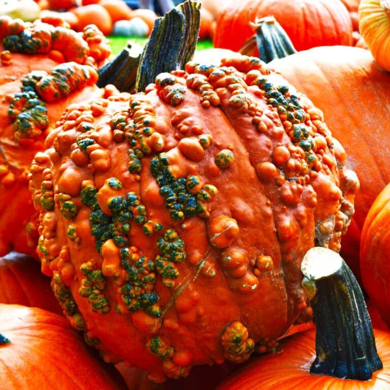 Types of Asian Pears | A to Z | Defined | Photos - Butter N Thyme