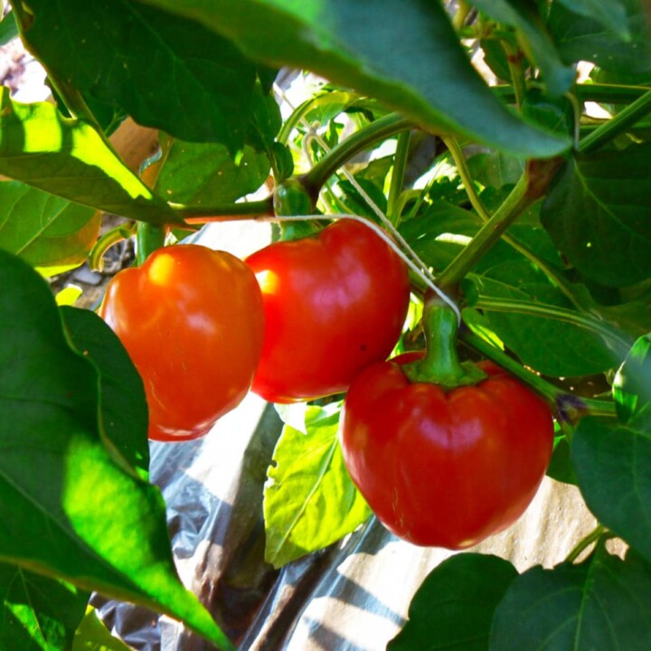 45 Types of Peppers: (A-to-Z) Photos - Butter N Thyme