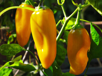 45 Types of Peppers: (A-to-Z) Photos - Butter N Thyme