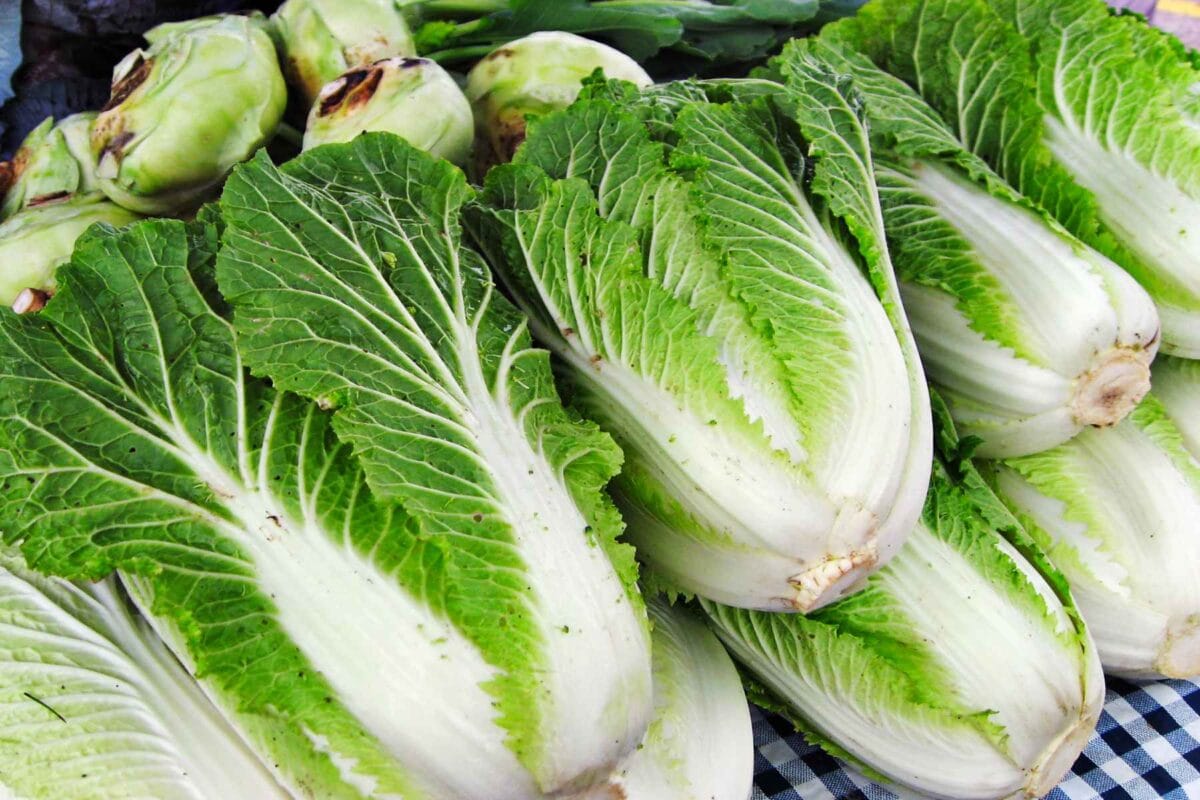 41 Types of Cabbage | A-to-Z | Photos - Butter N Thyme