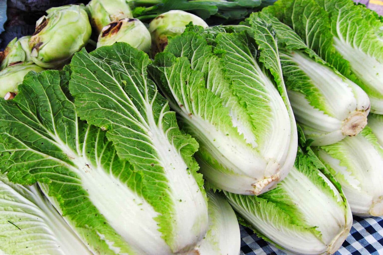 41 Types of Cabbage | A-to-Z | Photos - Butter N Thyme
