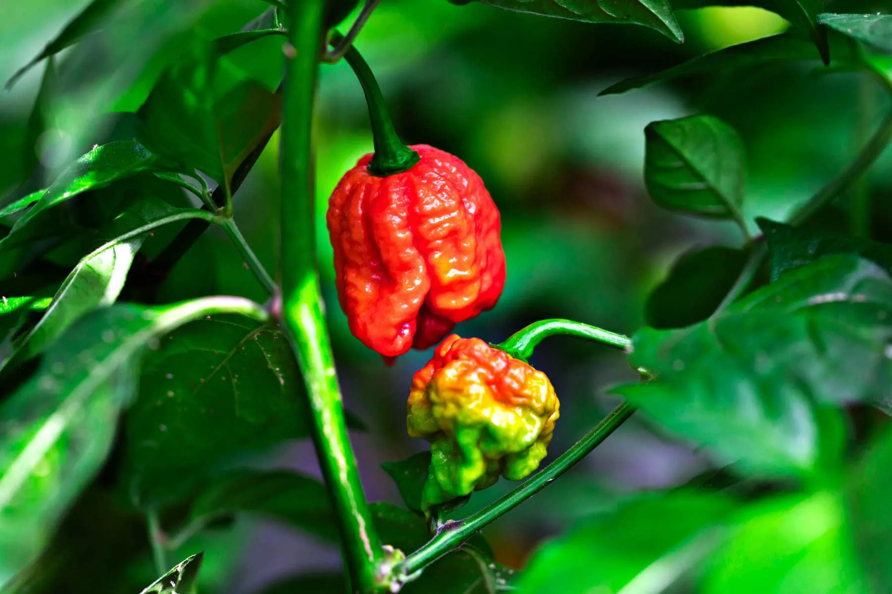 Carolina Reaper Pepper: Class HP22B - Butter N Thyme