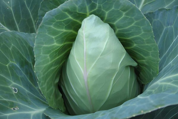 41 Types of Cabbage | A-to-Z | Photos - Butter N Thyme
