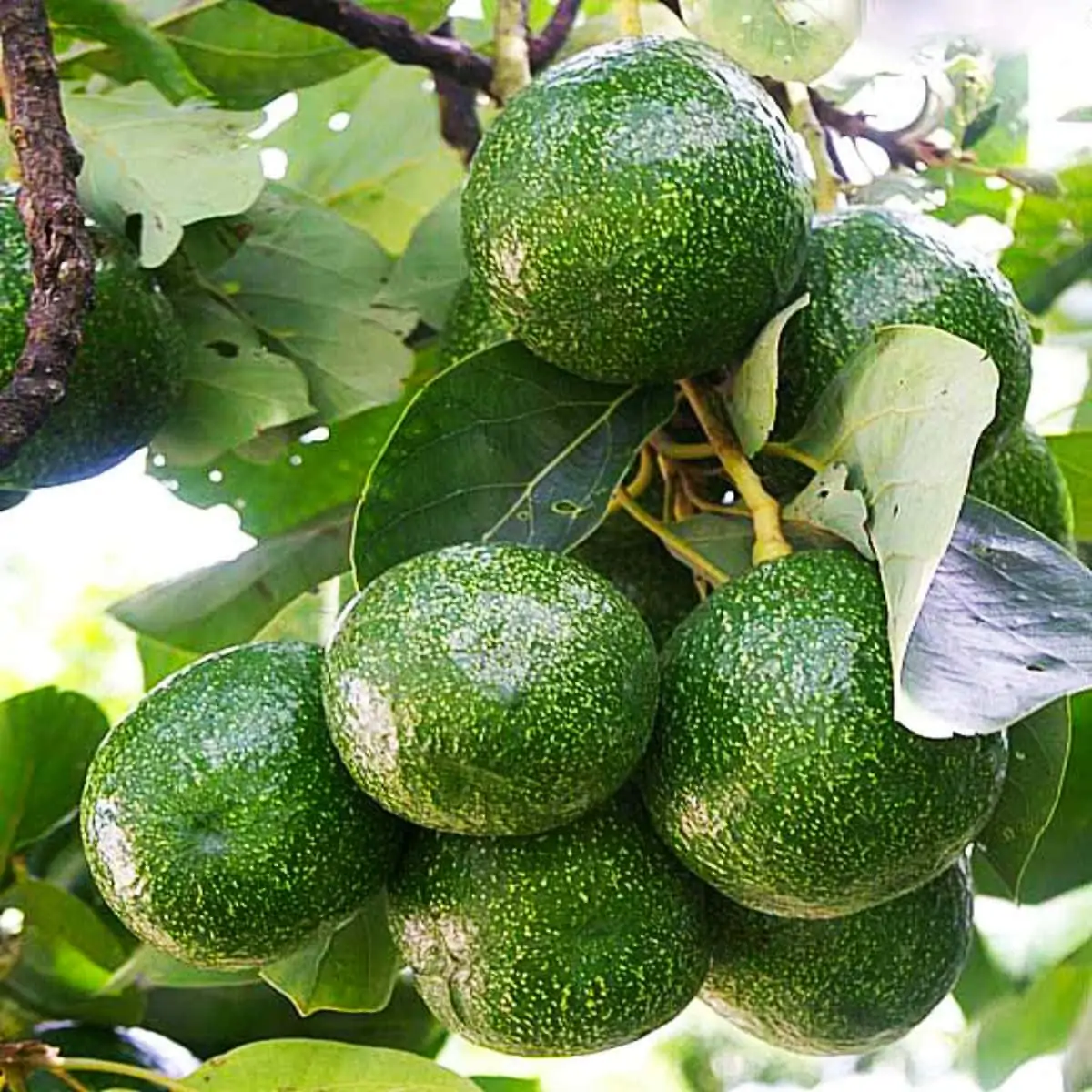 26 Types of Avocados | A-to-Z | Photos - Butter N Thyme