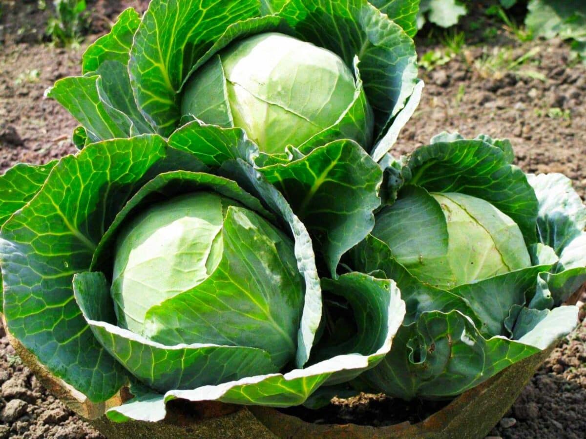 25 Types of Cabbage | A-to-Z | Photos - Butter N Thyme