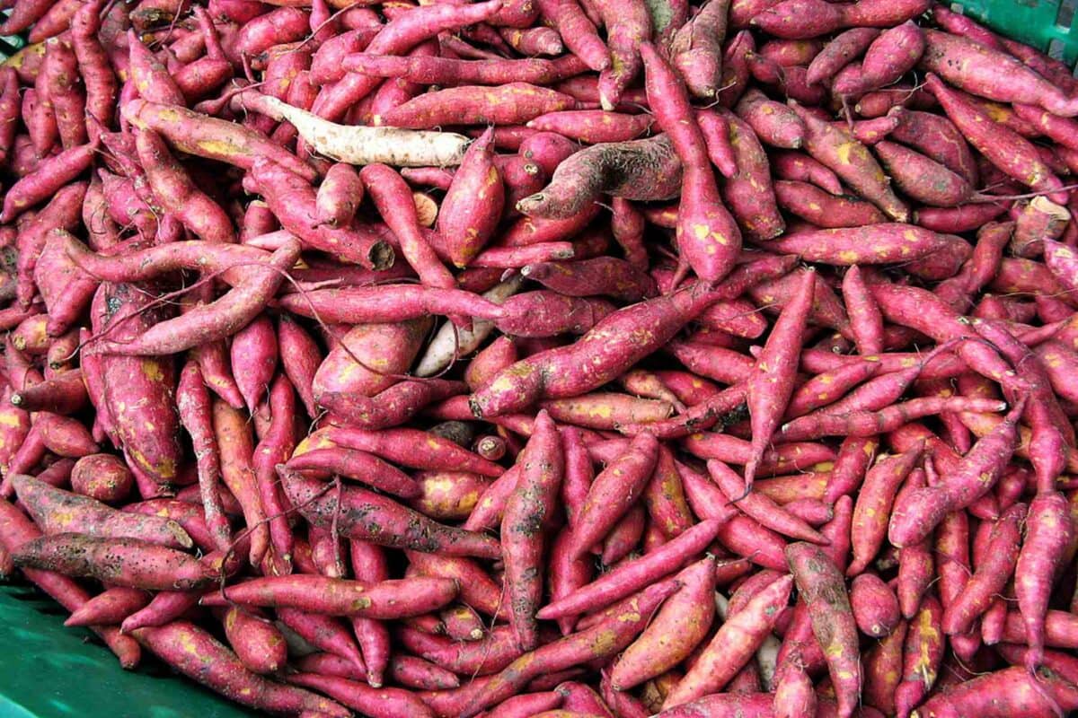 39 Types of Sweet Potatoes: (A to Z) Photos - Butter N Thyme