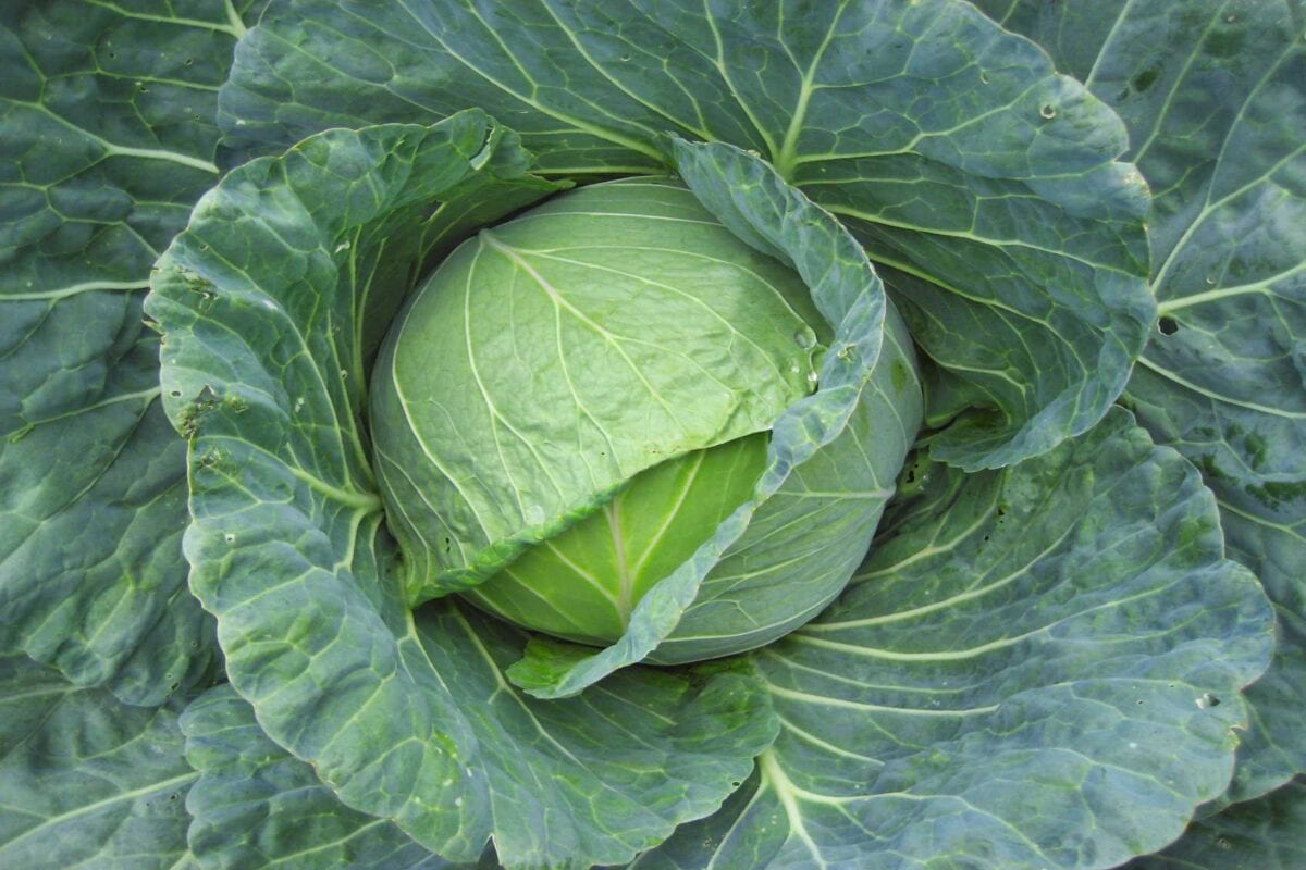 41 Types of Cabbage | A-to-Z | Photos - Butter N Thyme