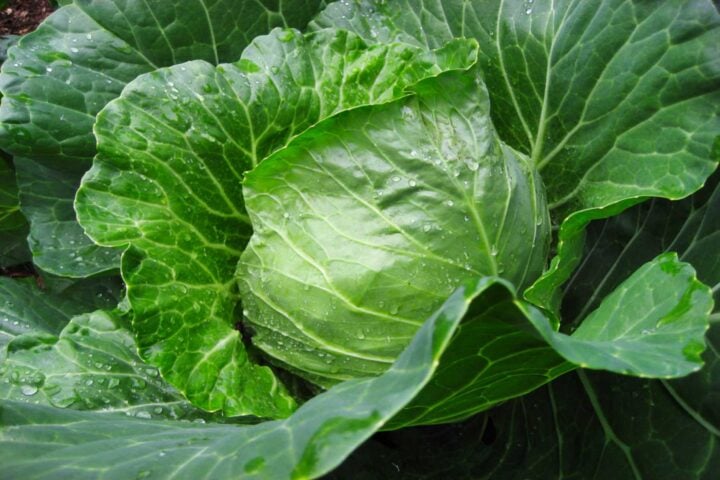 41 Types of Cabbage | A-to-Z | Photos - Butter N Thyme