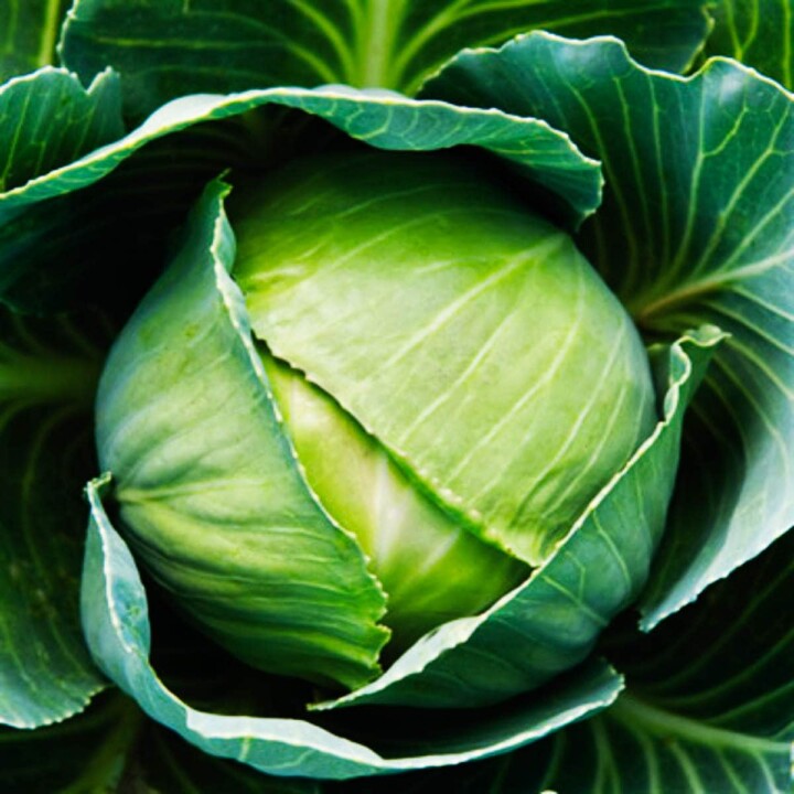 41 Types of Cabbage | A-to-Z | Photos - Butter N Thyme