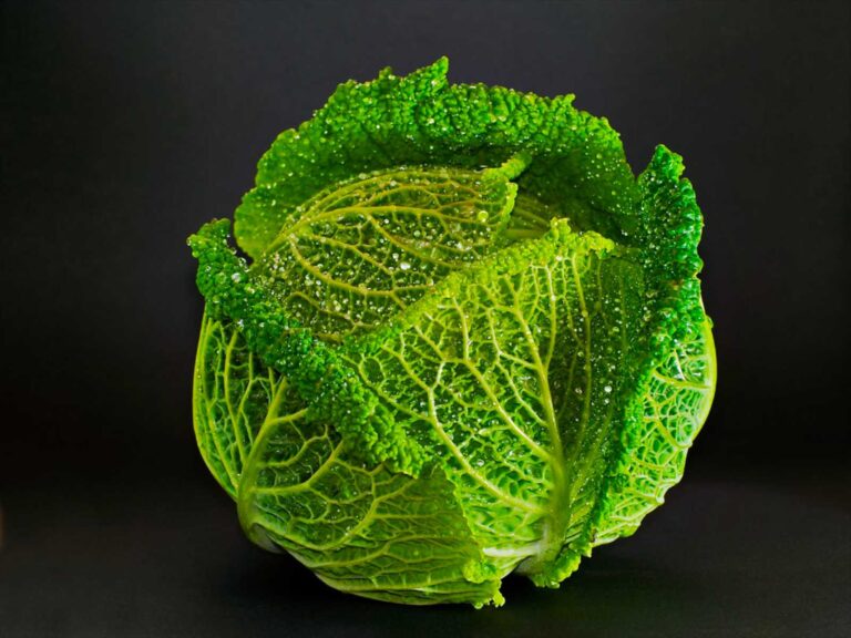 41 Types of Cabbage | A-to-Z | Photos - Butter N Thyme