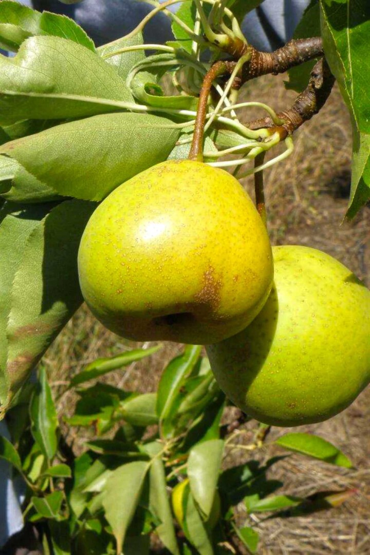 25 Types of Asian Pears: A to Z | Photos - Butter N Thyme