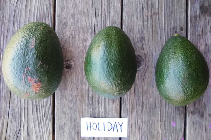 26 Types of Avocados | A-to-Z | Photos - Butter N Thyme