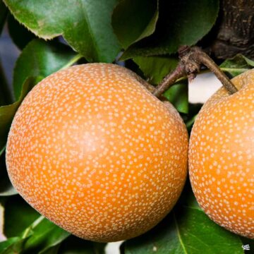 25 Types of Asian Pears: A to Z | Photos - Butter N Thyme