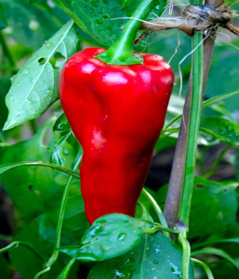 45 Types of Peppers: (A-to-Z) Photos - Butter N Thyme