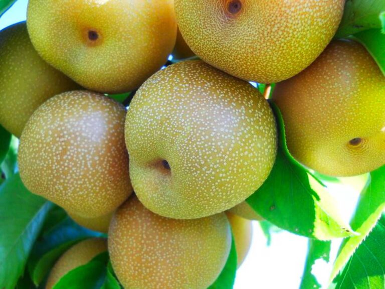 25 Types of Asian Pears: A to Z | Photos - Butter N Thyme