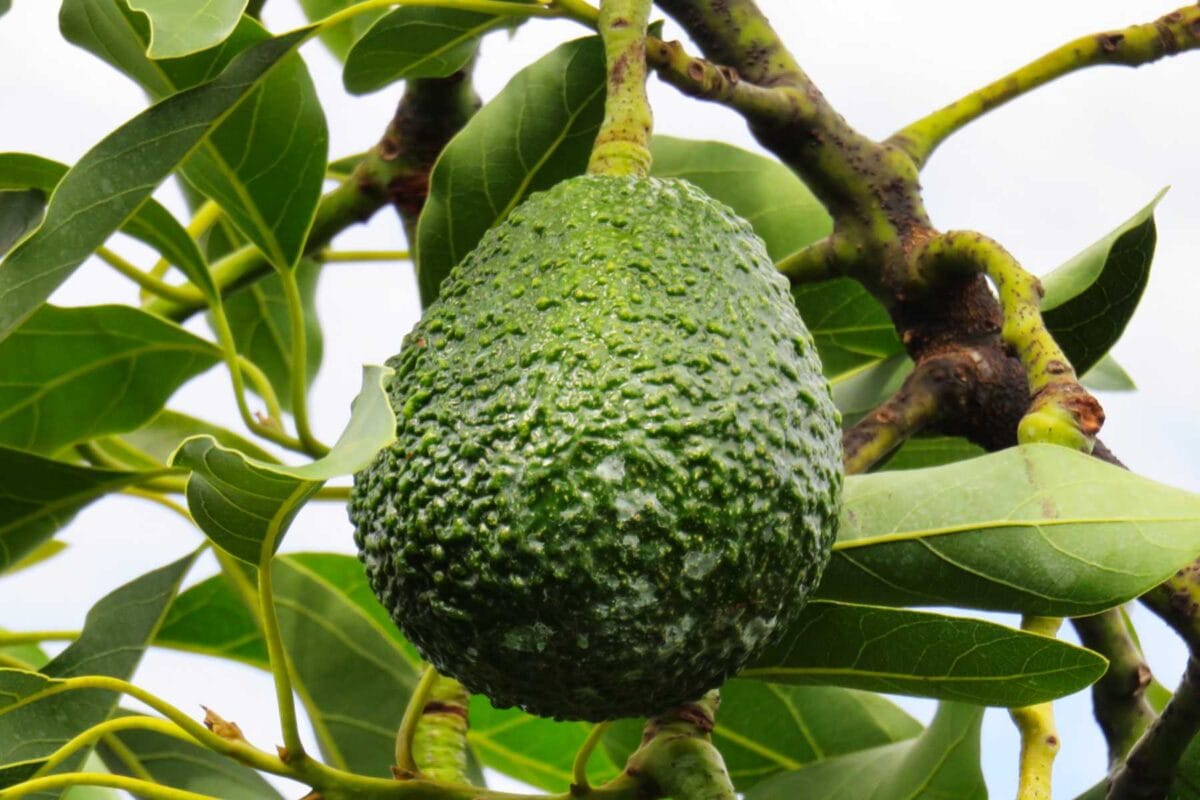 26 Types of Avocados | A-to-Z | Photos - Butter N Thyme