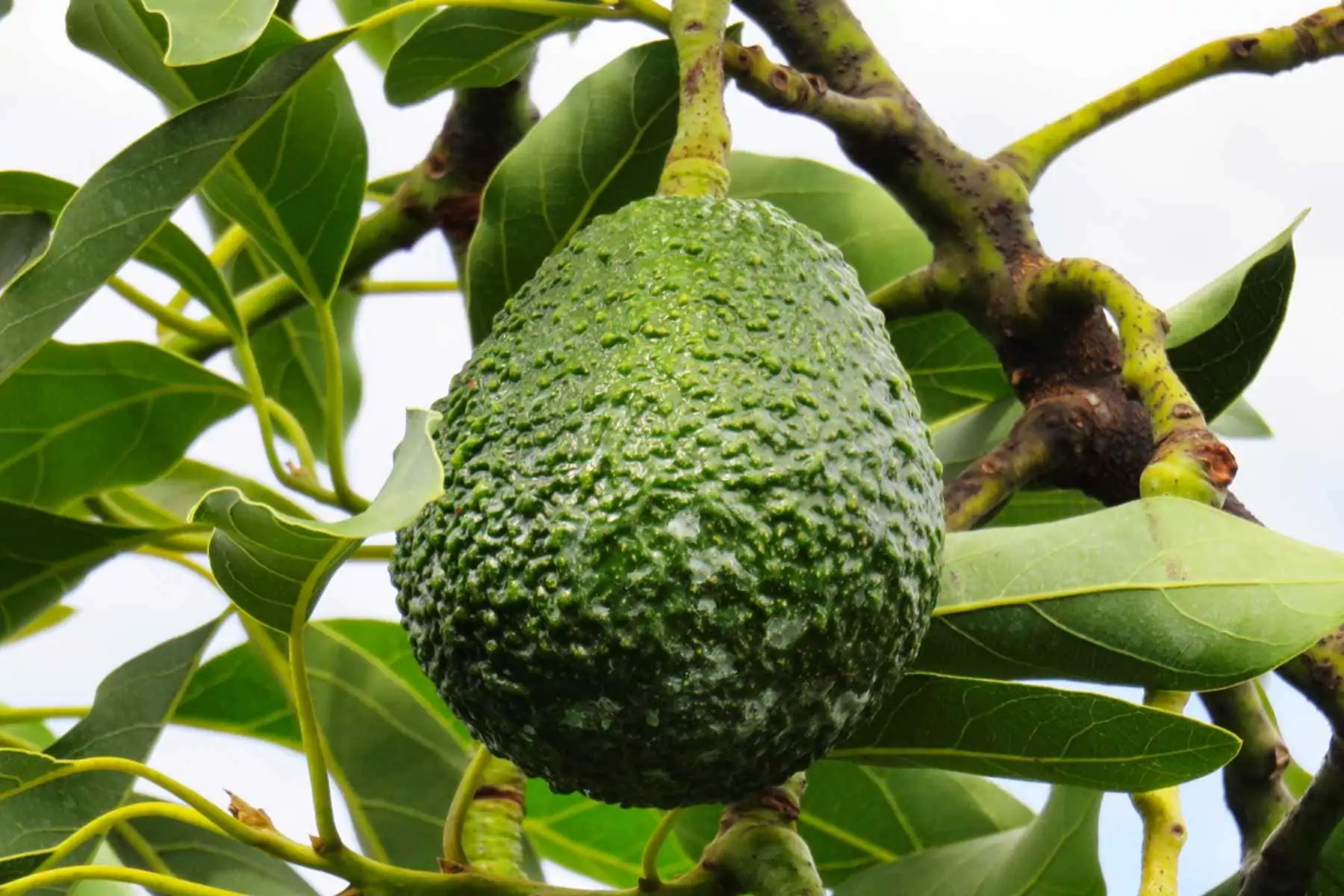 26 Types of Avocados | A-to-Z | Photos - Butter N Thyme