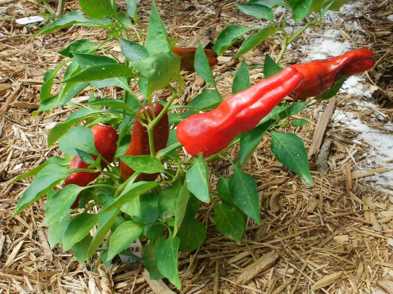 45 Types of Peppers | A to Z | Photos - Butter N Thyme