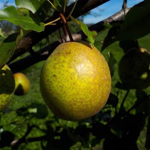 25 Types of Asian Pears: A to Z | Photos - Butter N Thyme