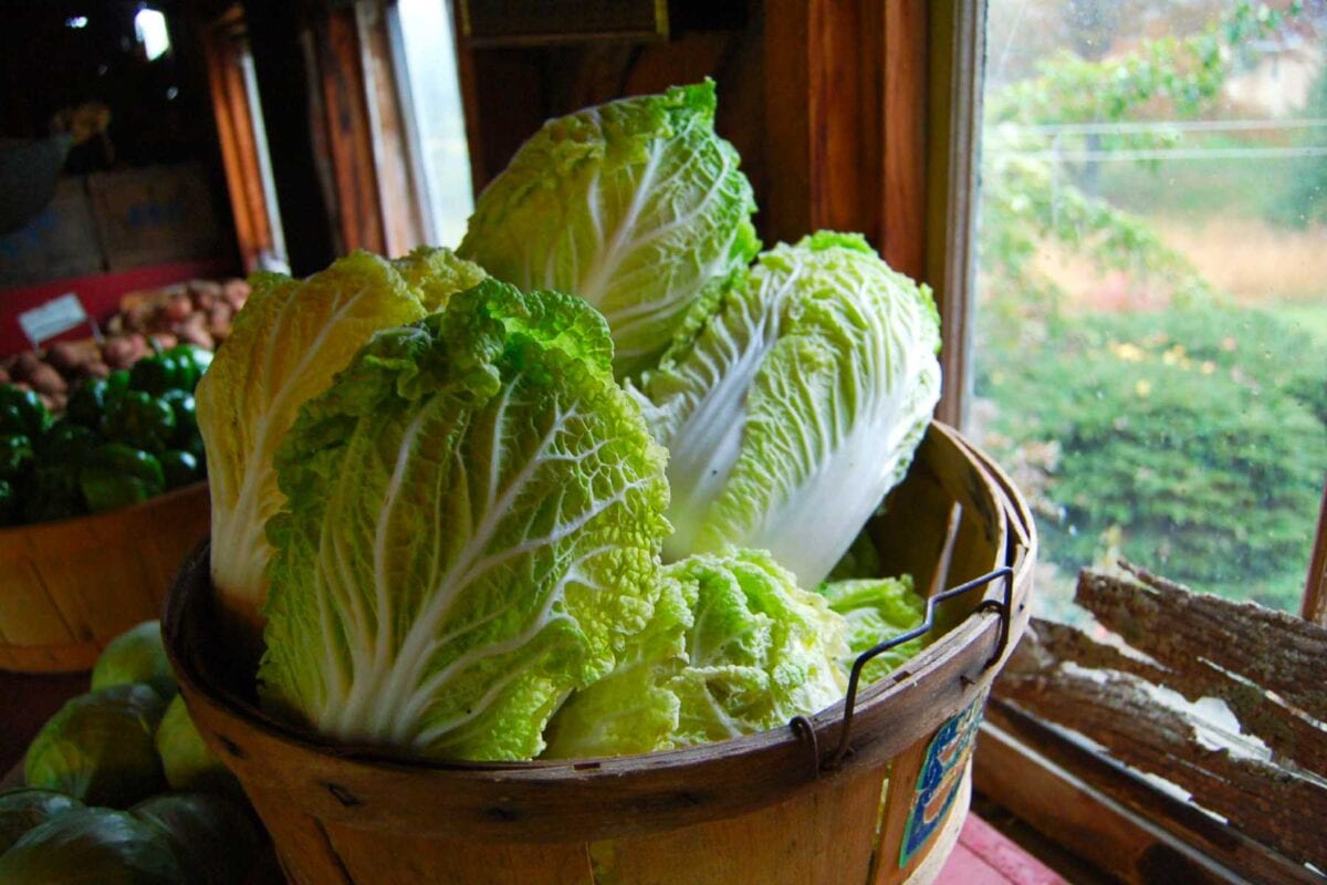 25 Types of Cabbage | A-to-Z | Photos - Butter N Thyme