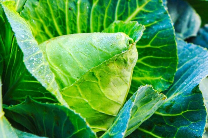 41 Types of Cabbage | A-to-Z | Photos - Butter N Thyme