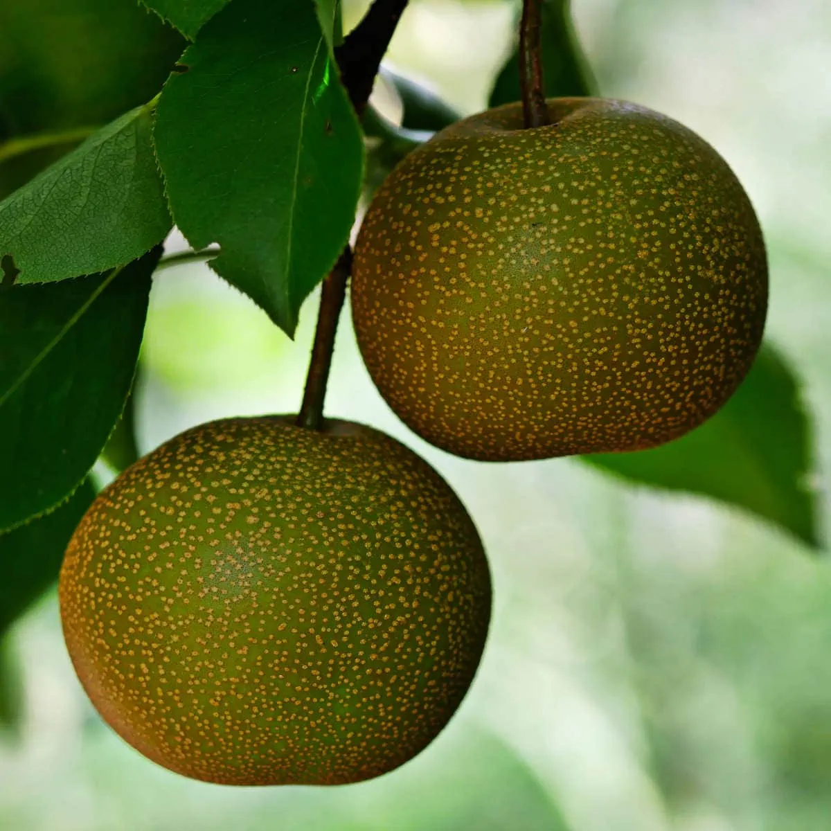 10 Types of Asian Pears | A to Z | Photos - Butter N Thyme