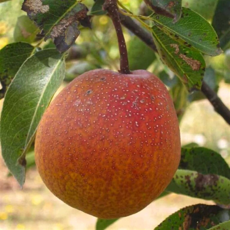 25 Types of Asian Pears: A to Z | Photos - Butter N Thyme