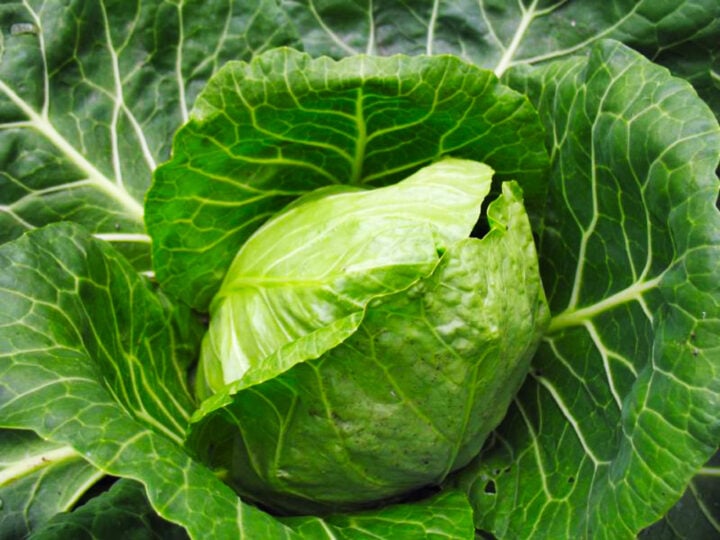 25 Types of Cabbage | A-to-Z | Photos - Butter N Thyme