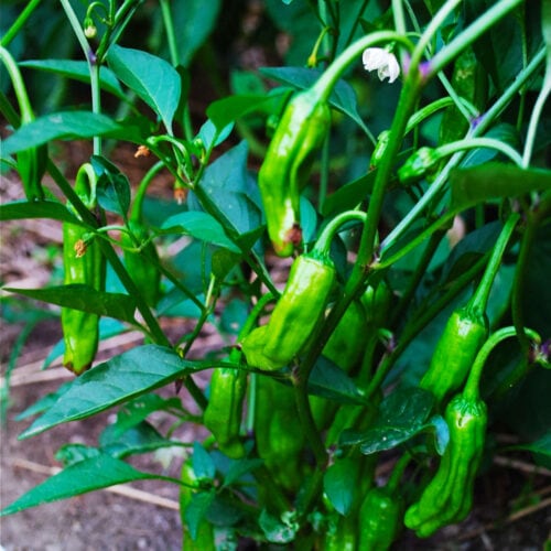 Types of Peppers: Heat Chart, Pictures & Best Uses