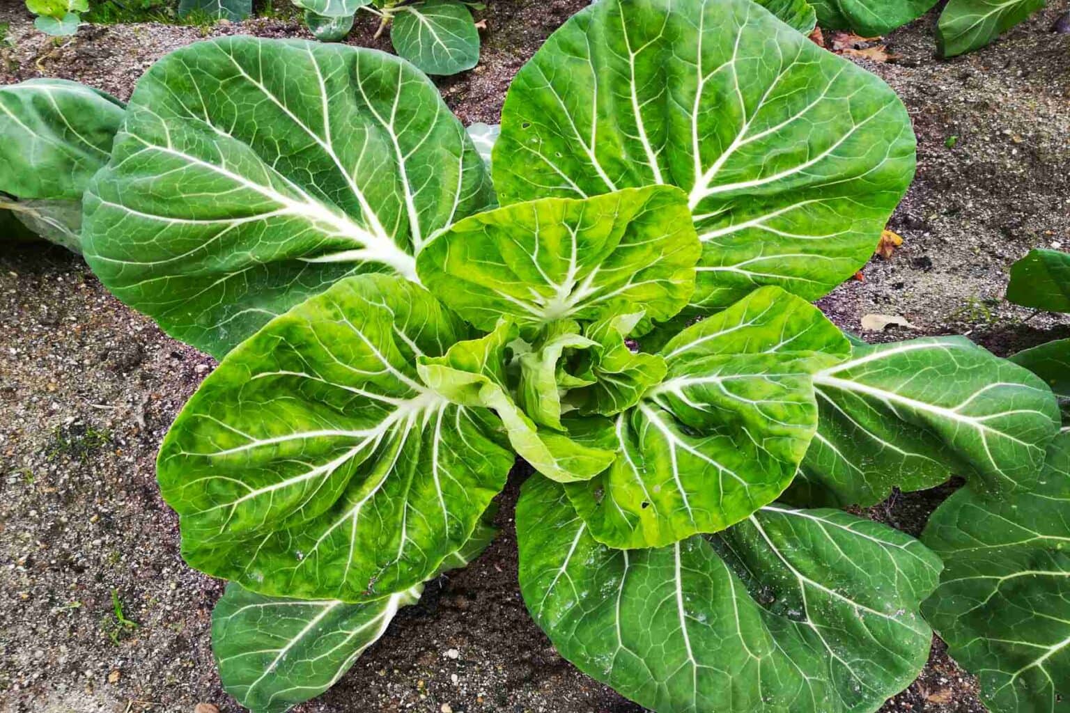 25 Types Of Cabbage | A-to-Z | Photos - Butter N Thyme