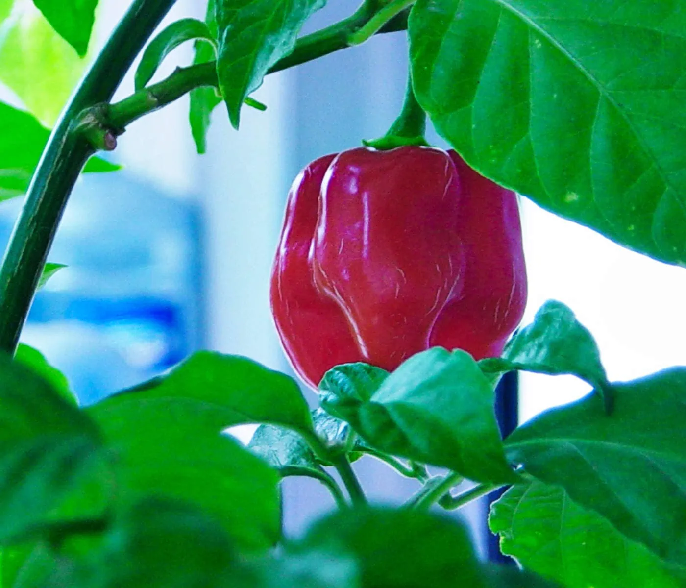 45 Types of Peppers | A to Z | Photos - Butter N Thyme