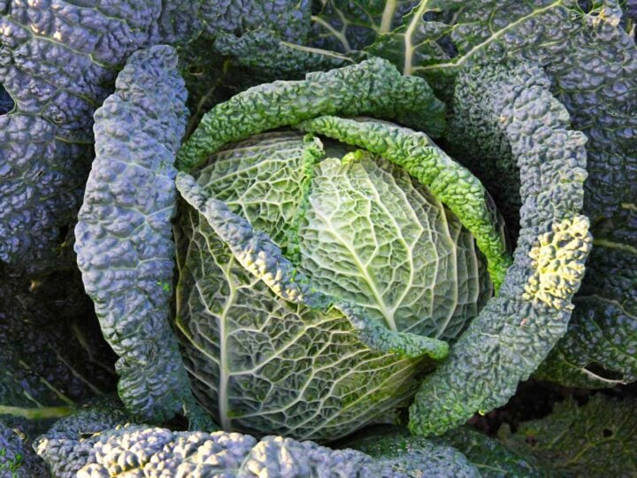 25 Types of Cabbage | A-to-Z | Photos - Butter N Thyme